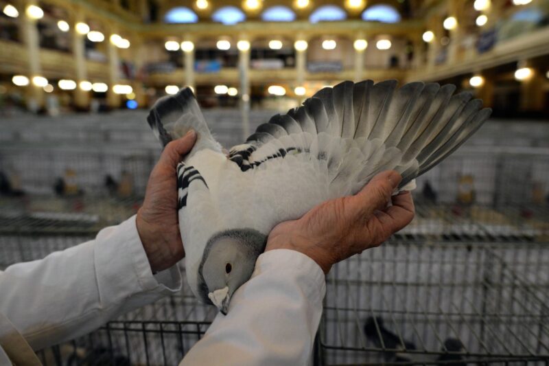 Pigeon Show • Live Blackpool