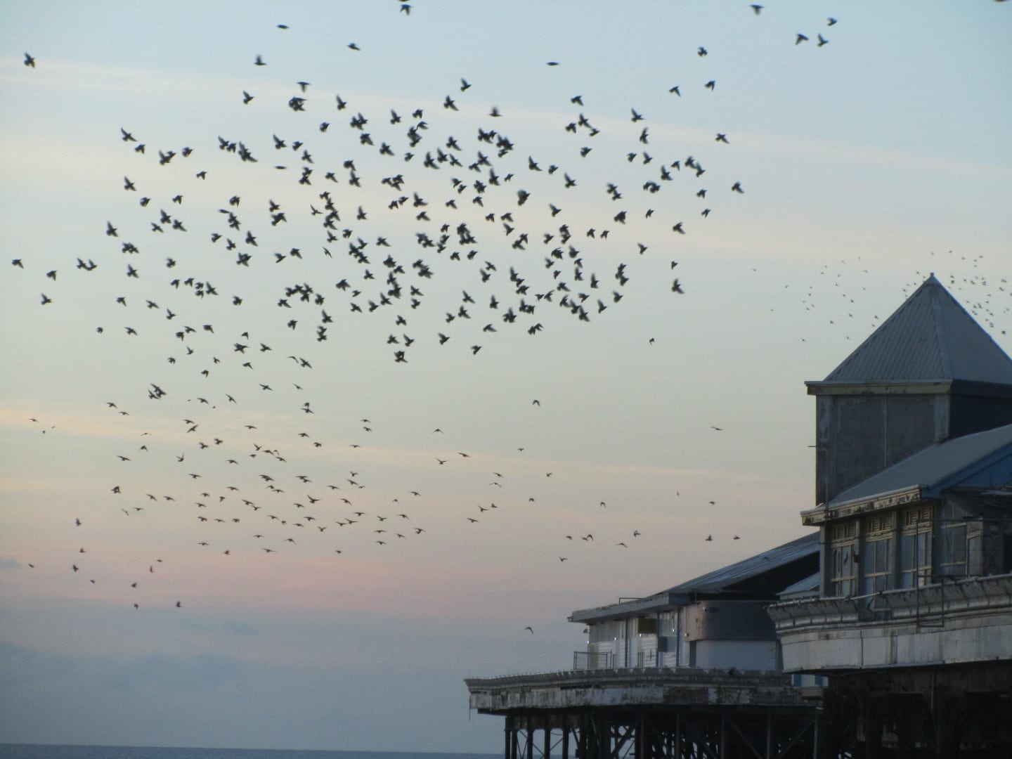 Starlings on Blackpool Piers • an amazing sight - with Live Blackpool
