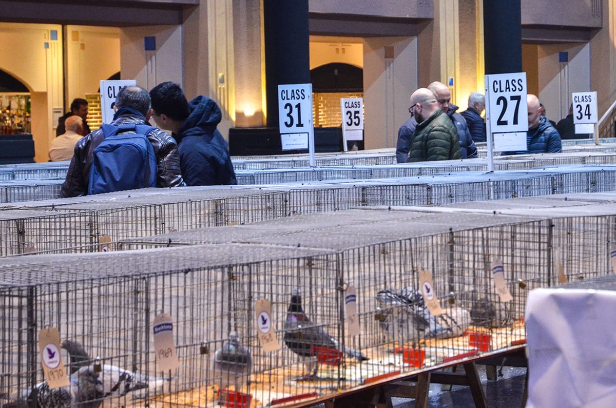 Blackpool Pigeon Show • what's on with Live Blackpool