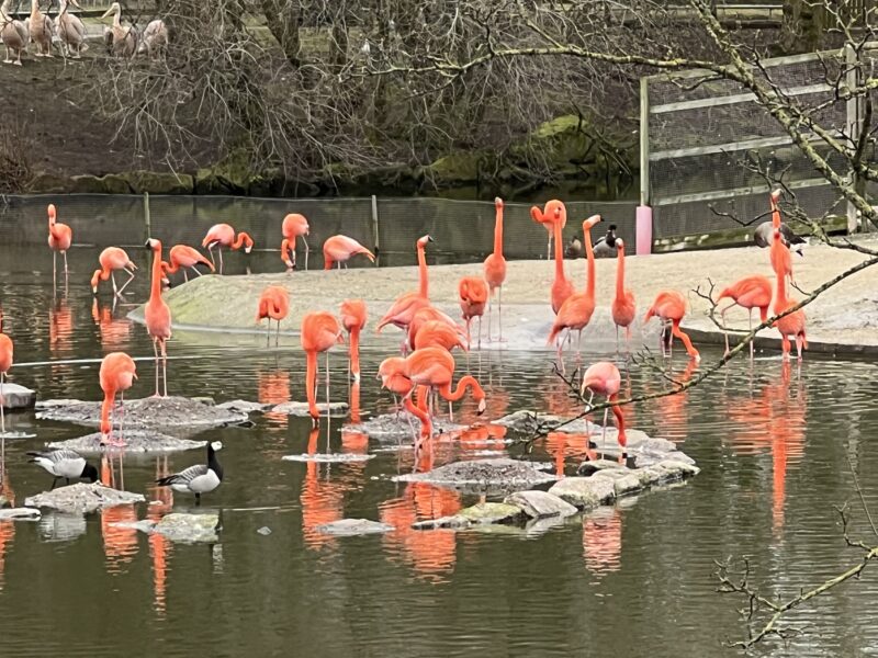 Blackpool Zoo • Live Blackpool
