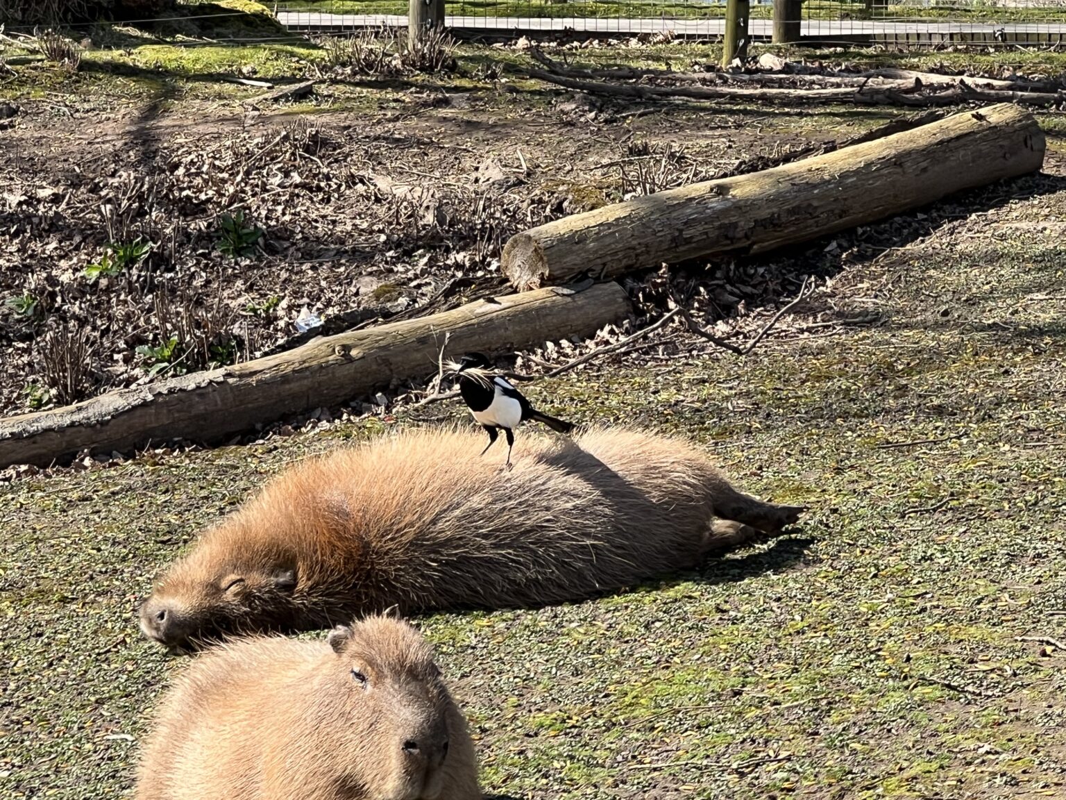 Blackpool Zoo • Live Blackpool