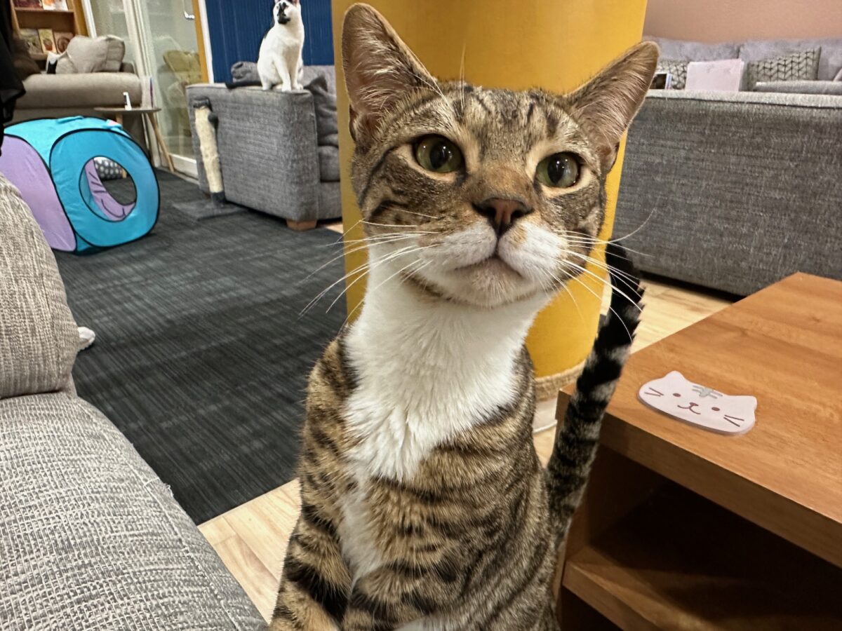 Café Meow - Blackpool Cat Café • places to eat and drink with Live ...