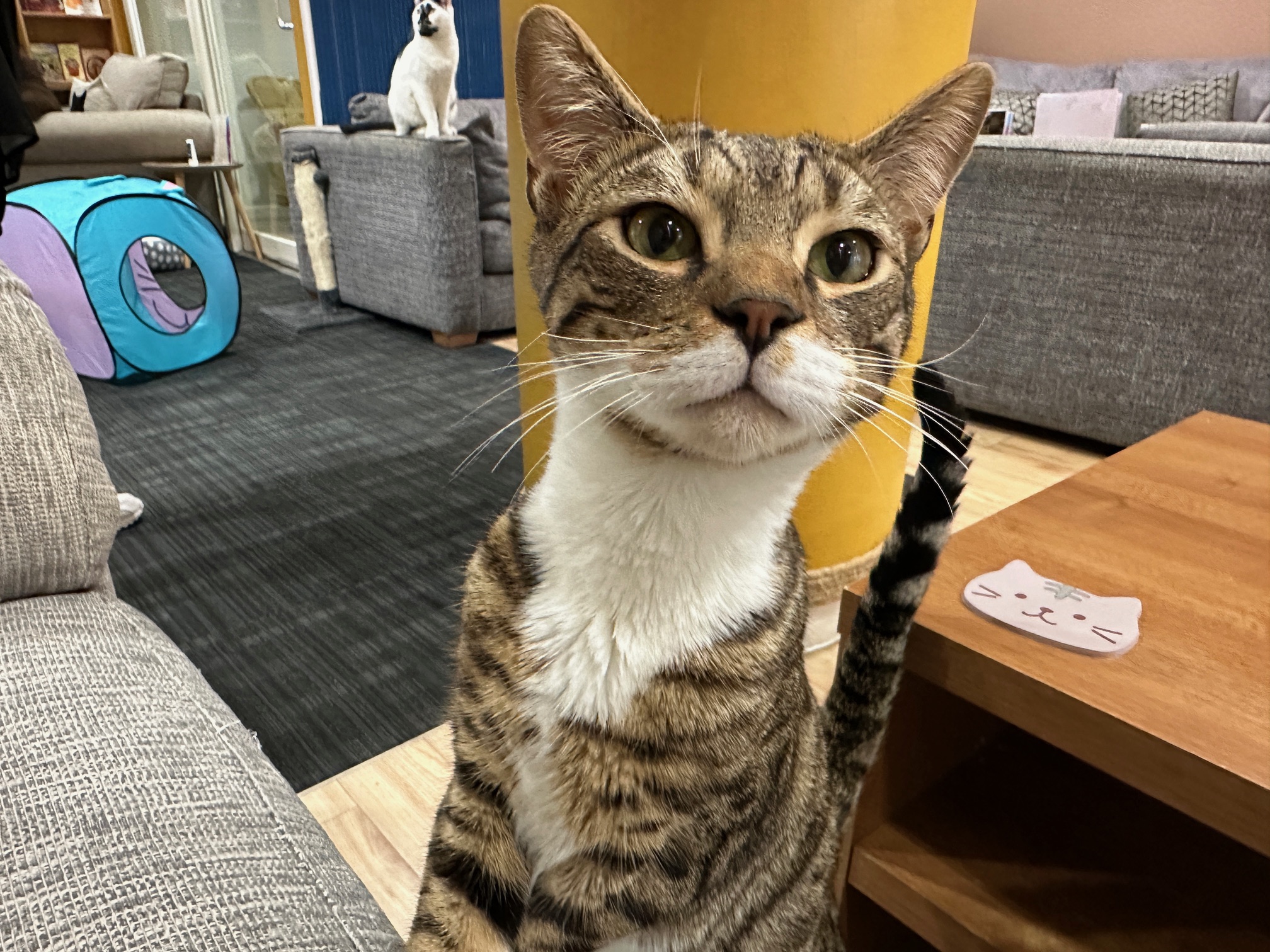Café Meow - Blackpool Cat Café • places to eat and drink with Live ...