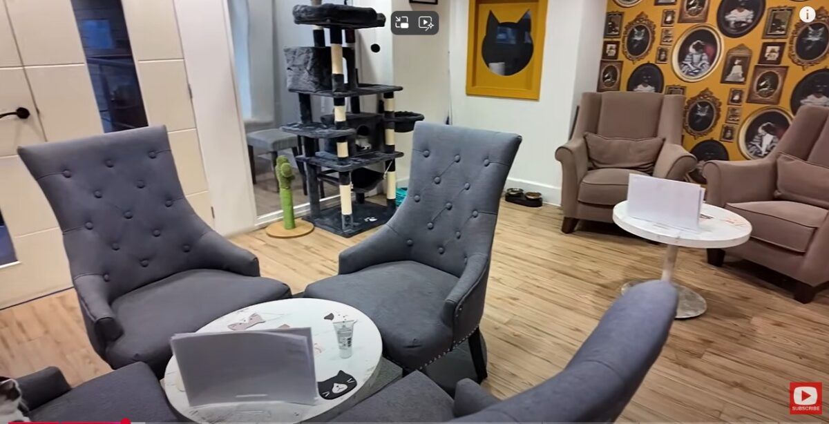 Café Meow - Blackpool Cat Café • places to eat and drink with Live ...